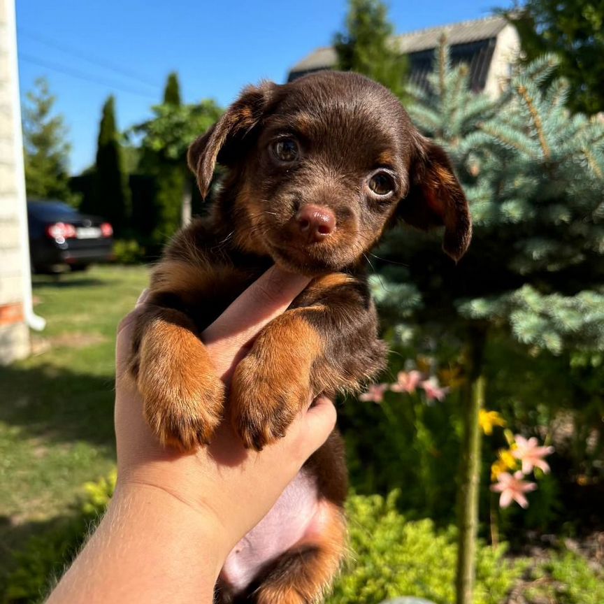 Йоркширский терьер щенки