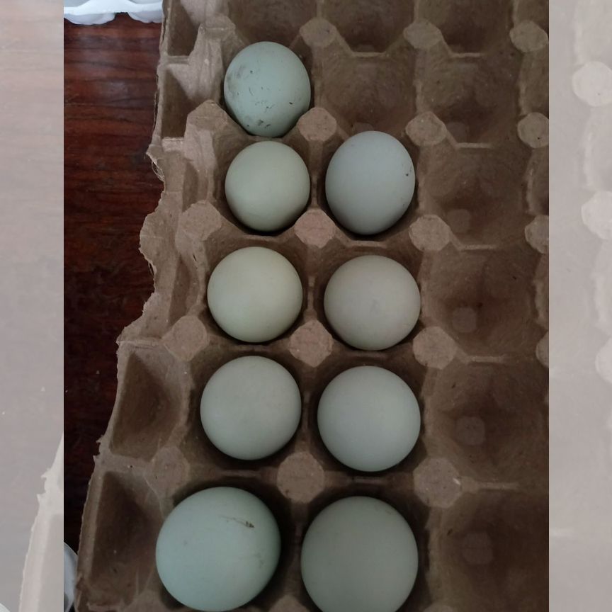 Яйца для инкубации ухейилюй