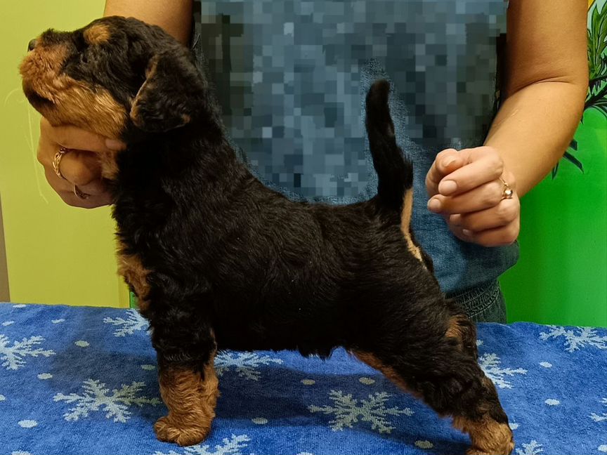 Щенок вельштерьера, кобель