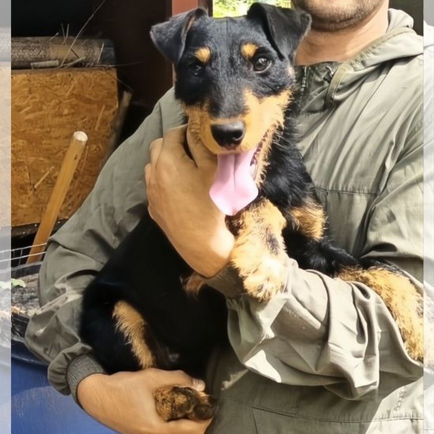 Немецкий охотничий терьер, взрослый пёс