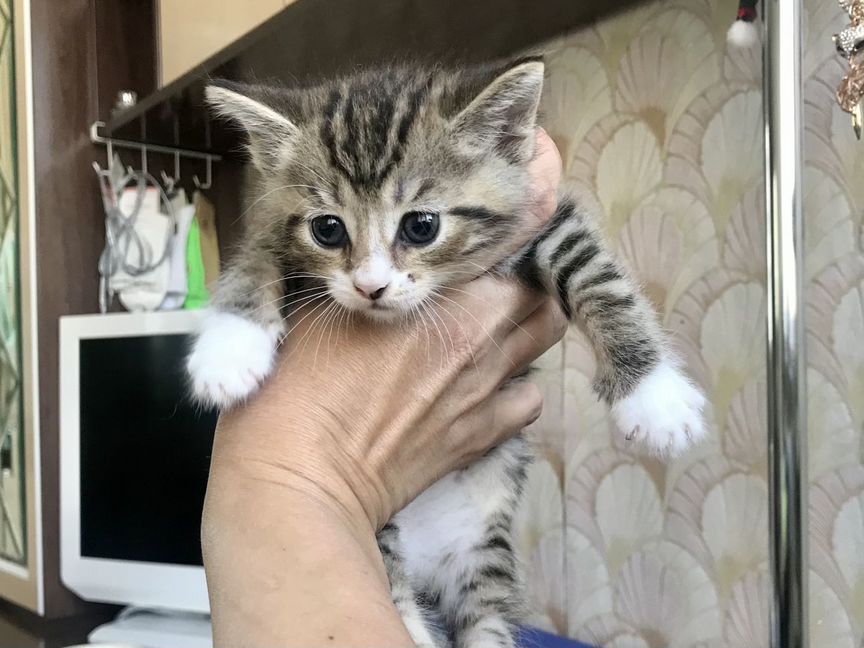 Красотка в белых носочках