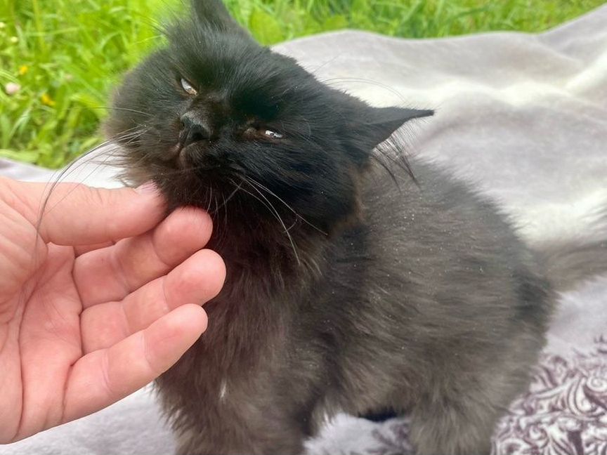 Кошечка в добрые руки