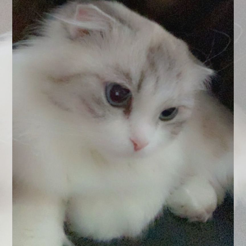 Невская маскарадная кошка, взрослая