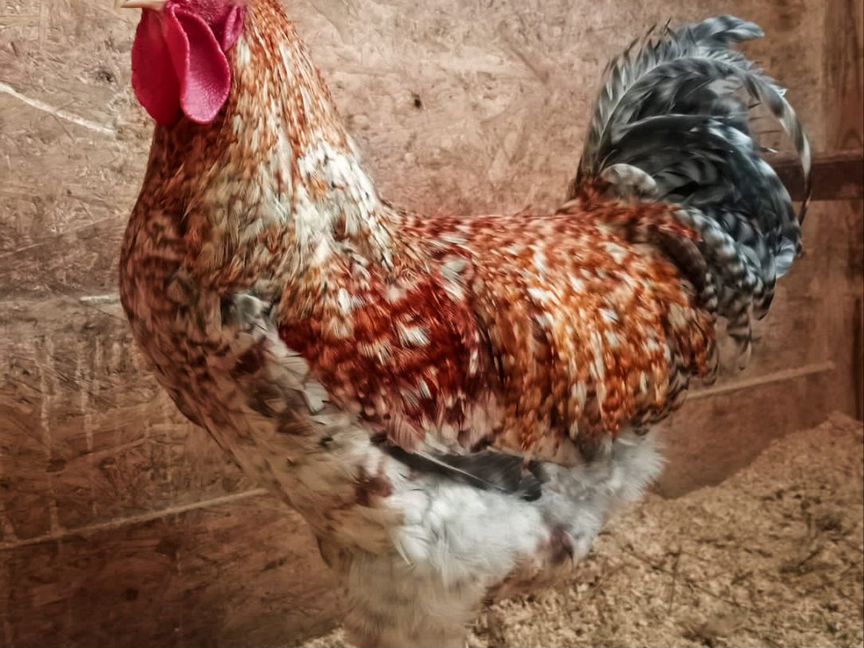 Билефельдер семья 5+1