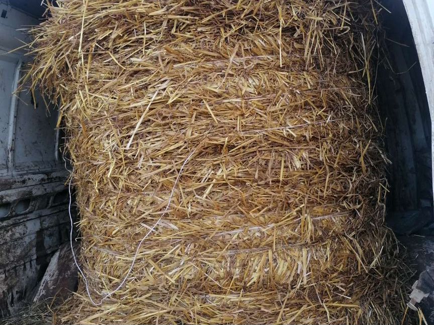 Солома овсяная