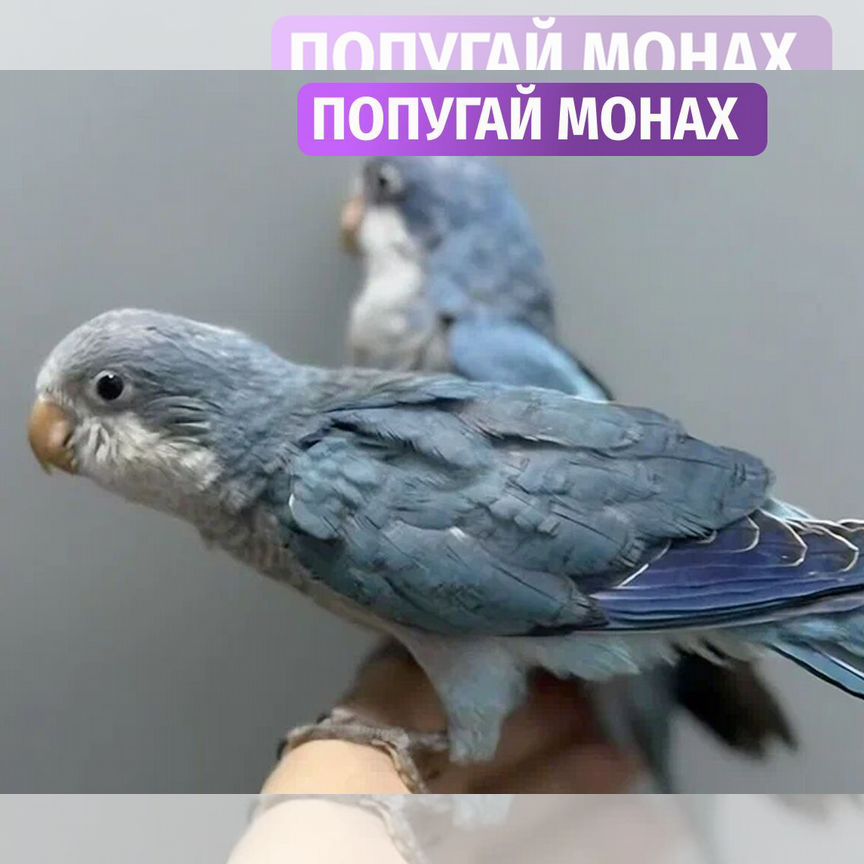 Попугай Монах