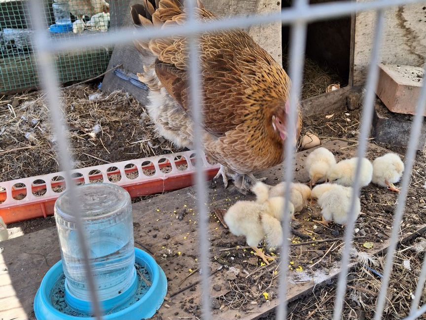 Клушка с цыплятами