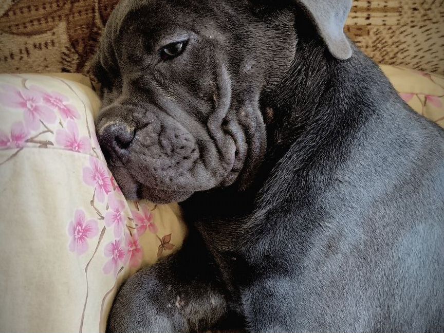 Щенки кане корсо