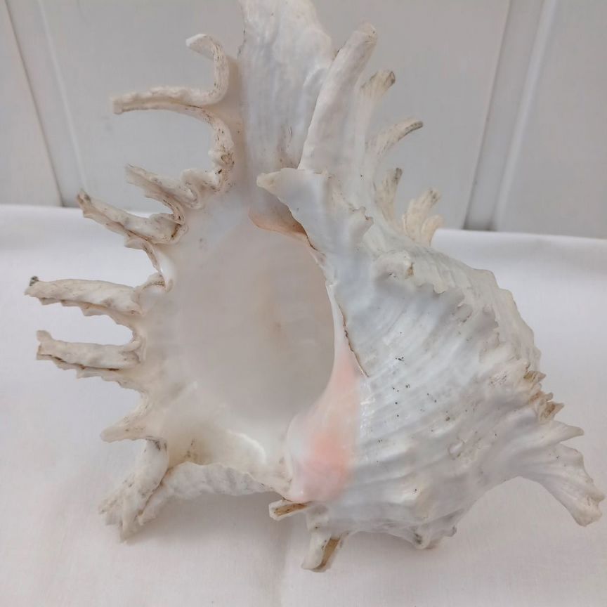 Морские раковины, кораллы