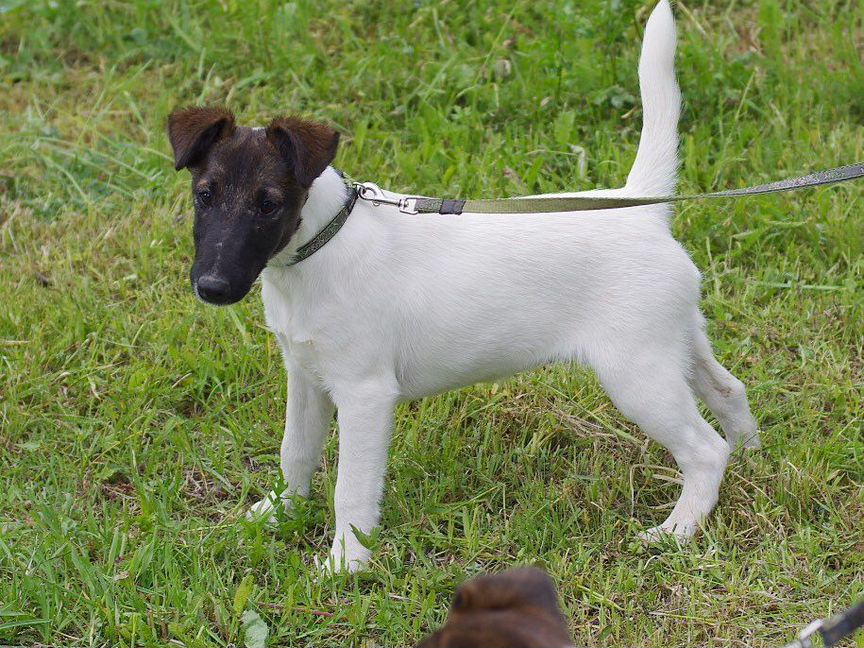 Сука гладкошерстного фокстерьера 8мес