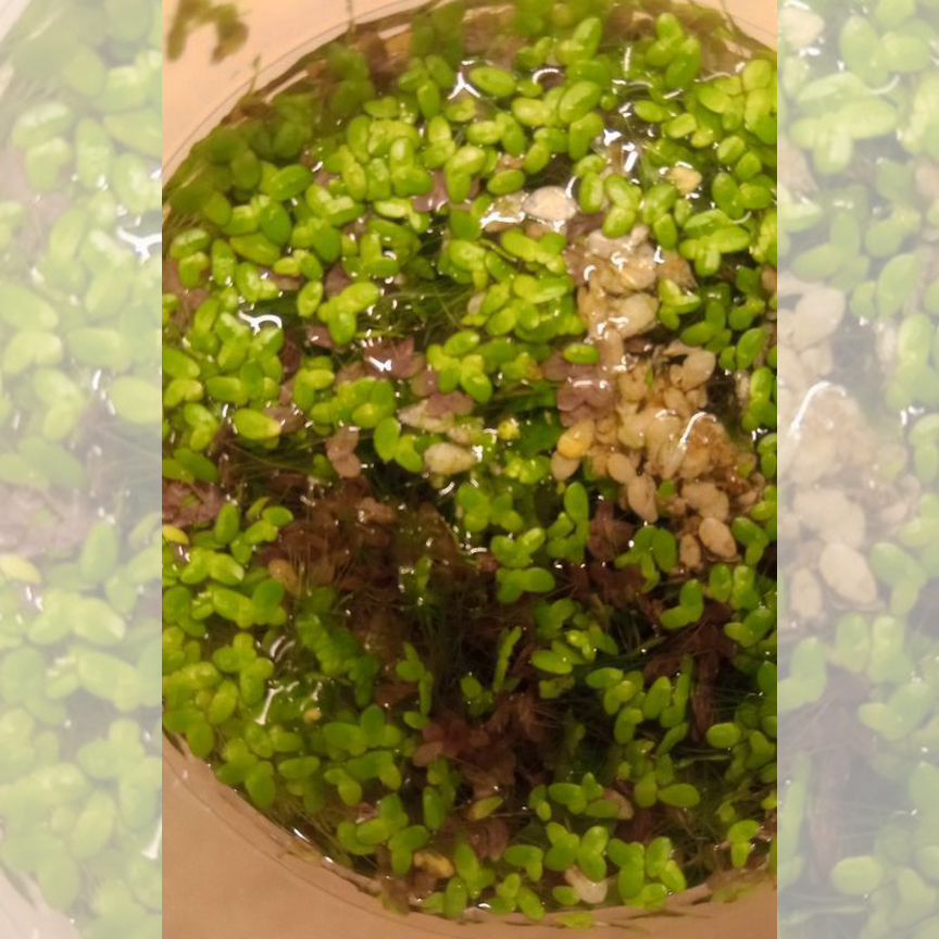 Аквариумная ряска