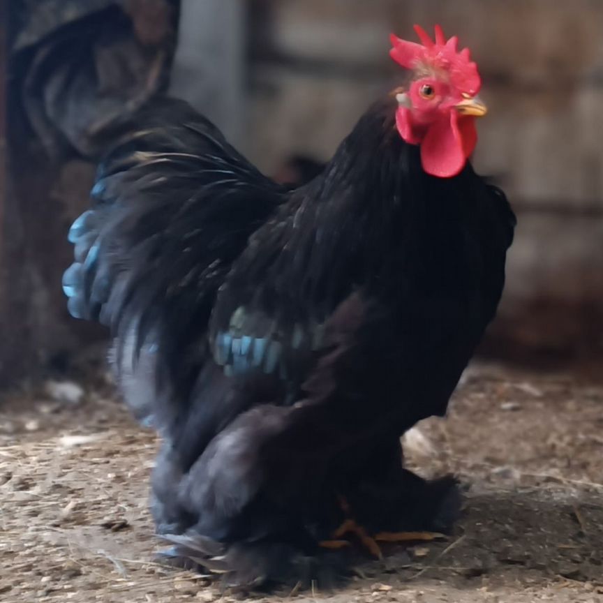 Петух кохинхин