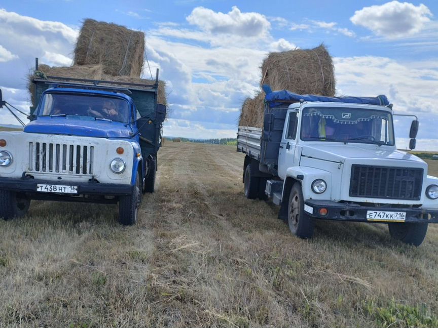 Сено солома 2023 180 и 145