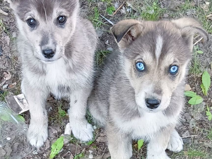 Два мальчика в добрые руки