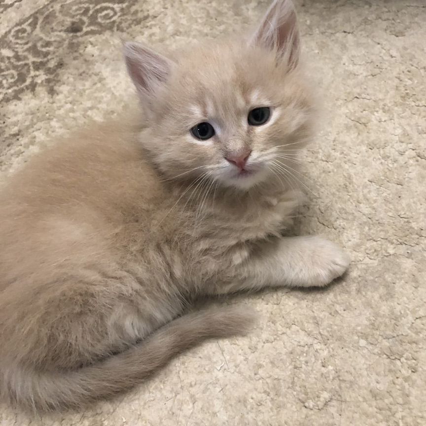 Котята в добрые руки бесплатно