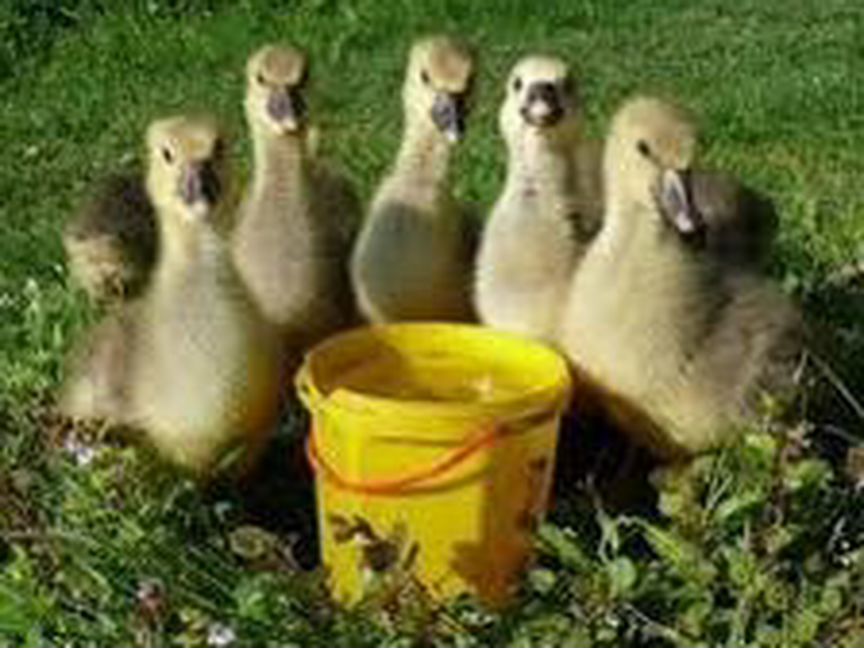 Гуси суточные