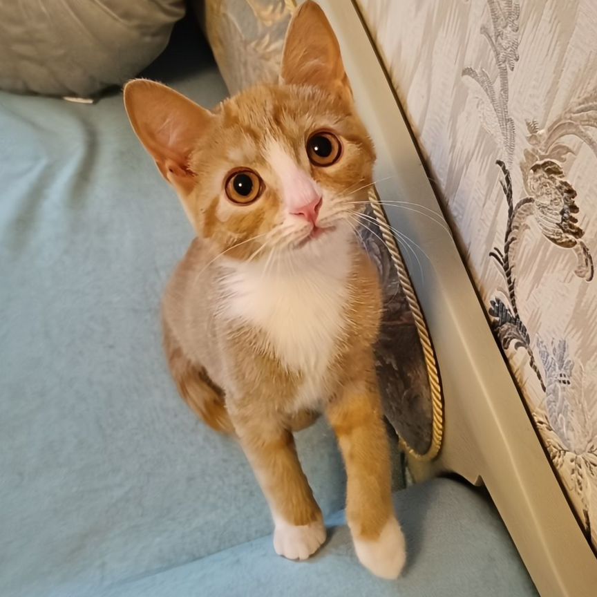 Котёнок в добрые руки