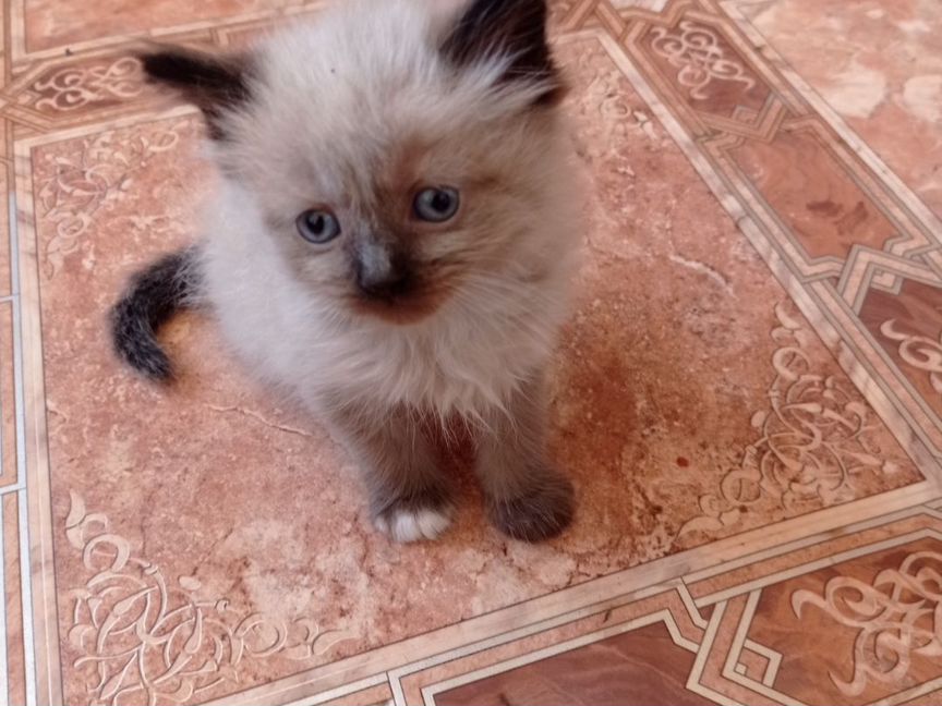 Отдам бесплатно котят в добрые руки