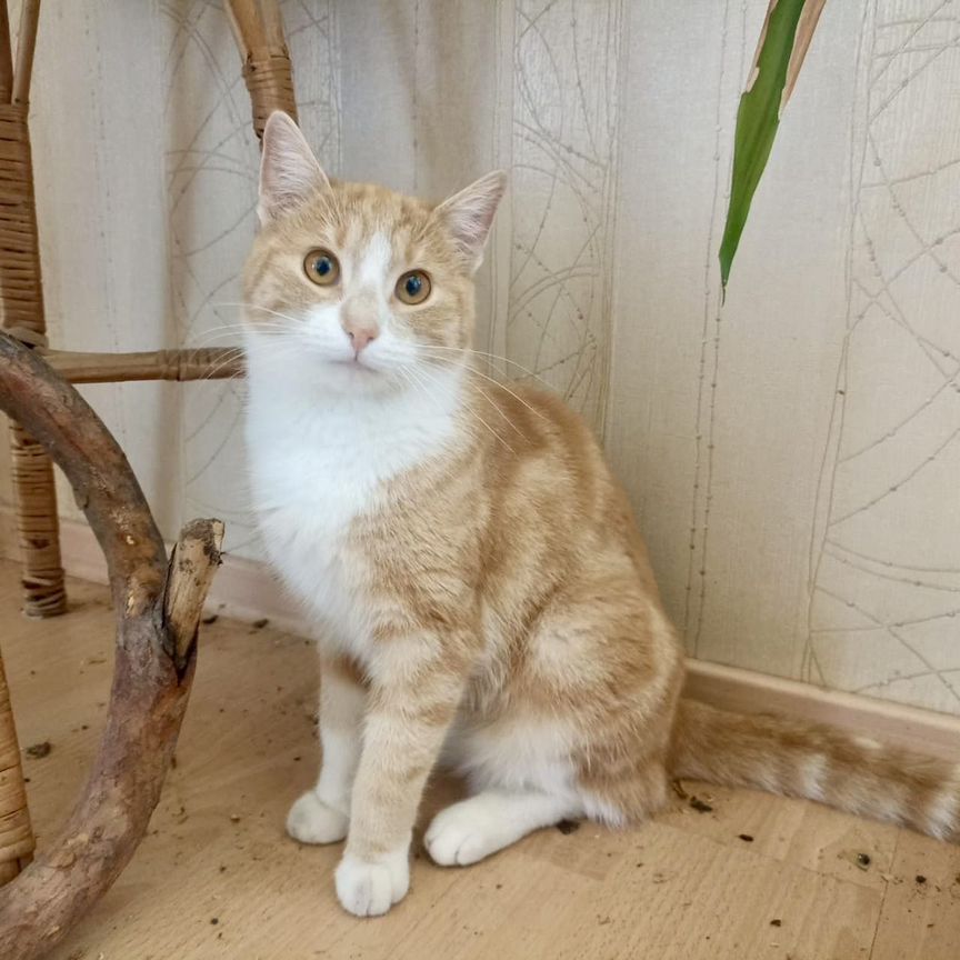 Кошка в добрые руки