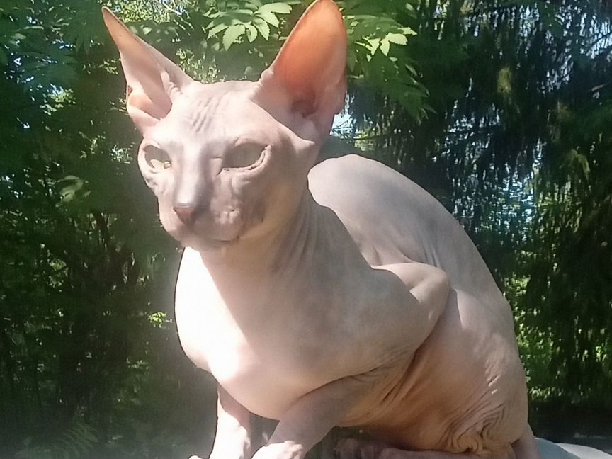 Кошечка Донского сфинкса