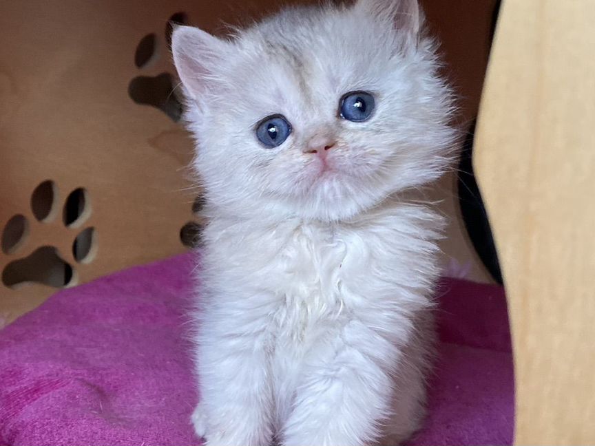 Серебряный котик