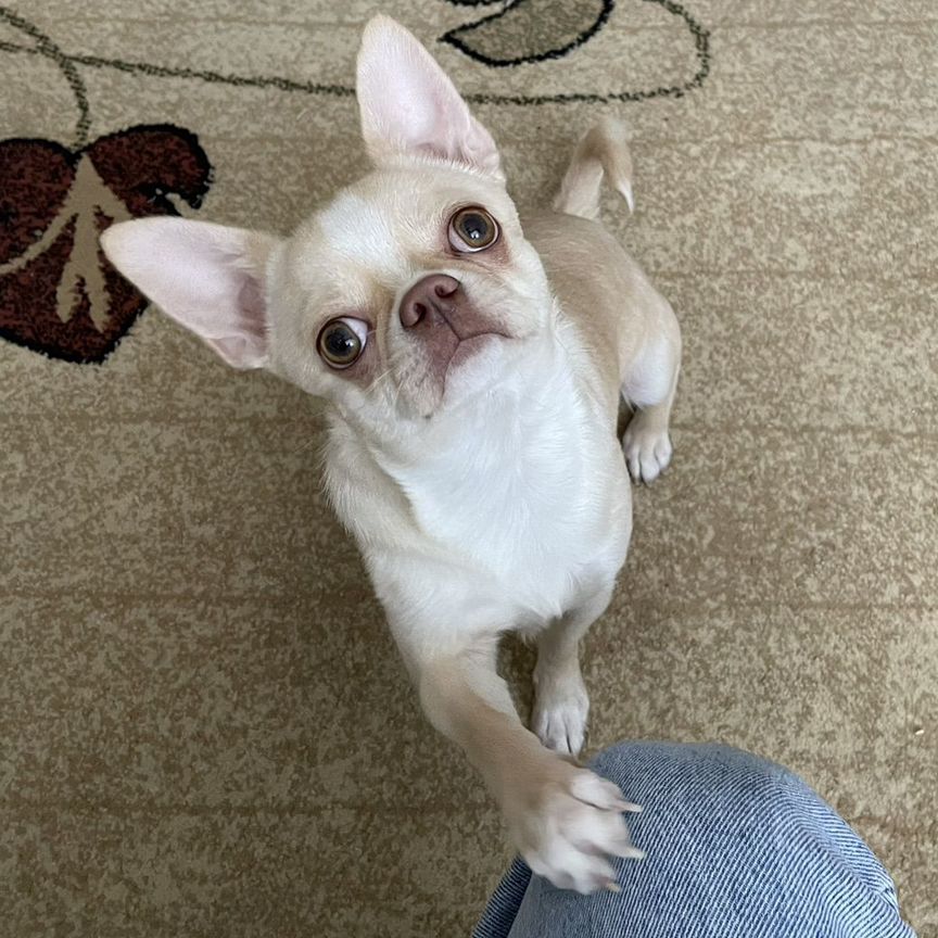 Вязка собак чихуахуа