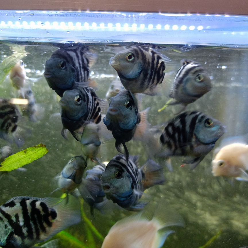 Рыбка сапфировый попугай