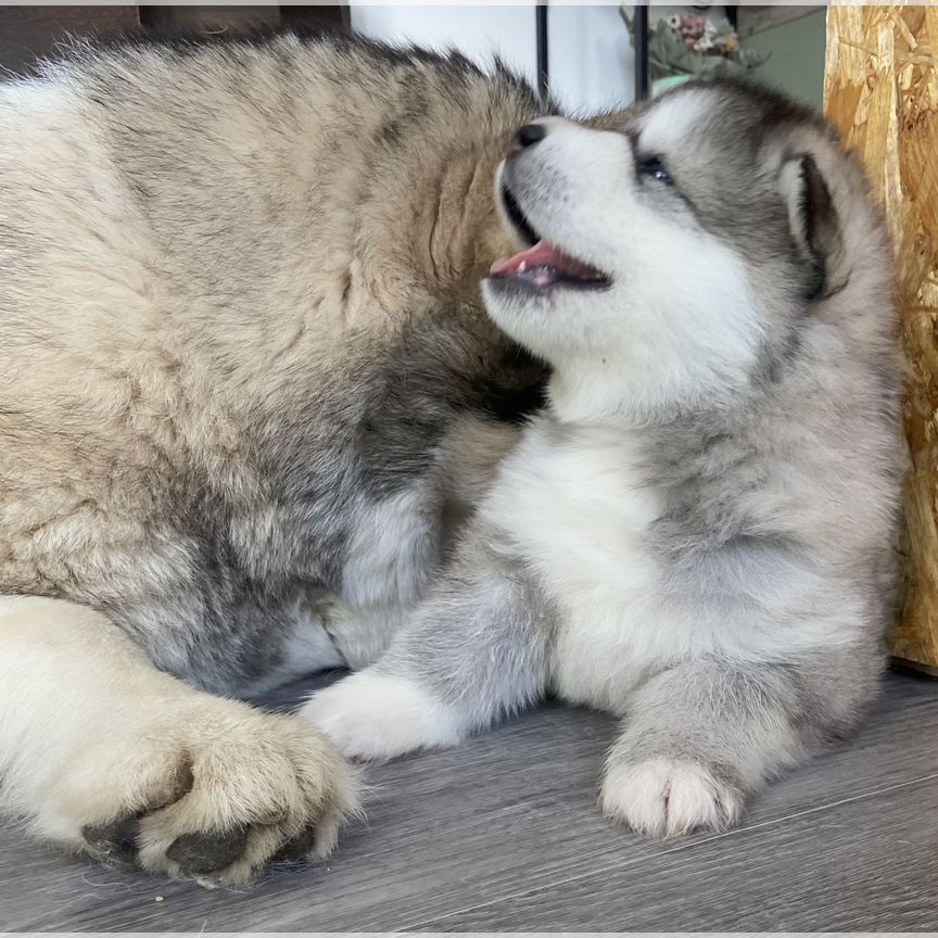 Аляскинский маламут, щенок