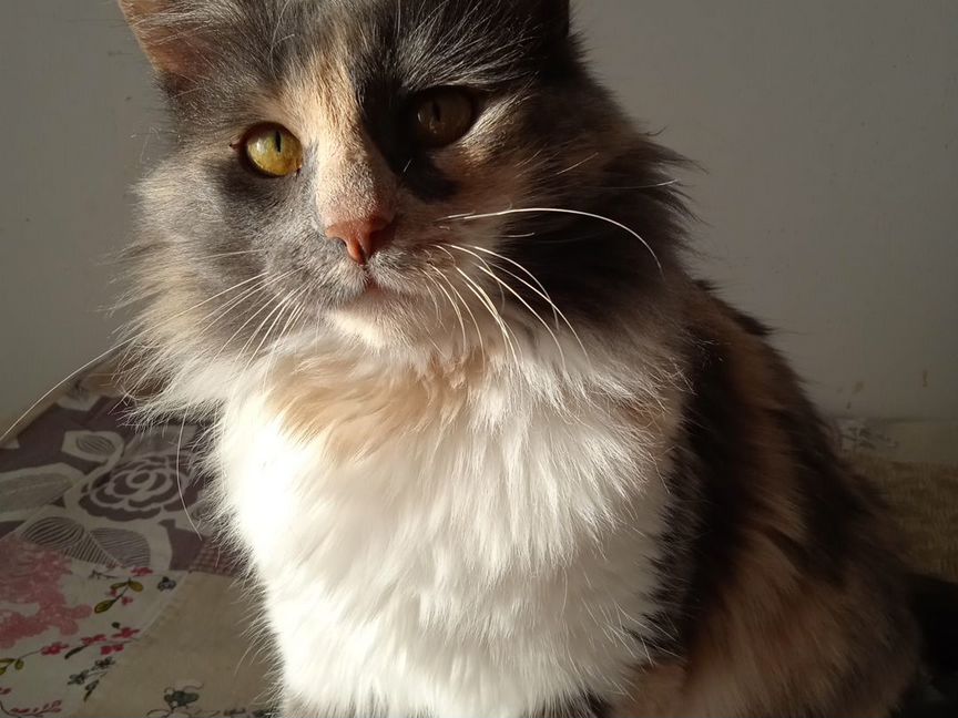 Ищет дом чудесная Тейла