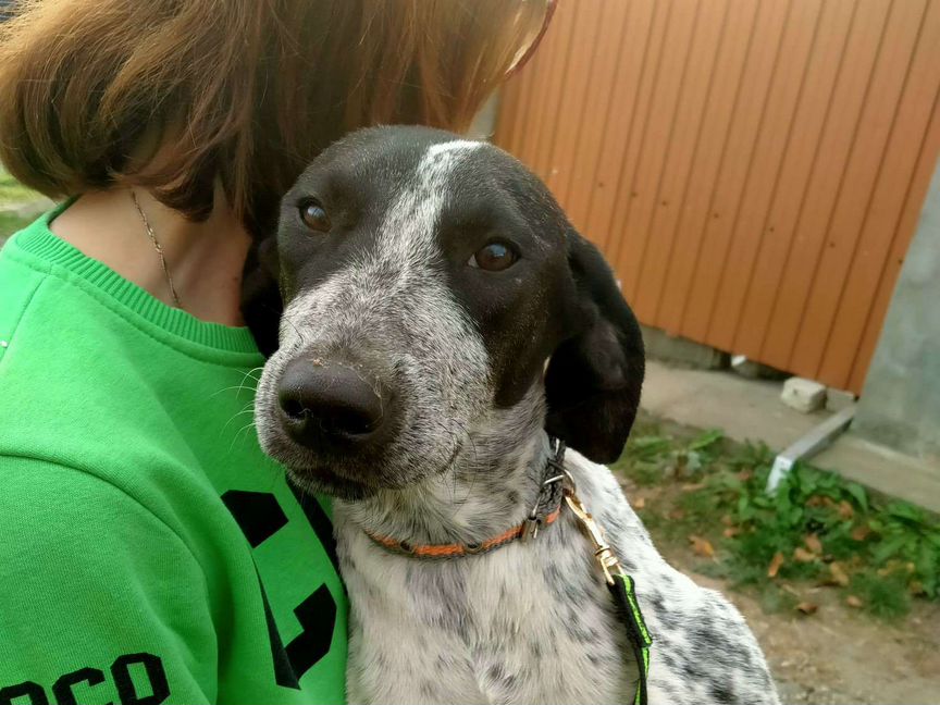 Собака в добрые руки