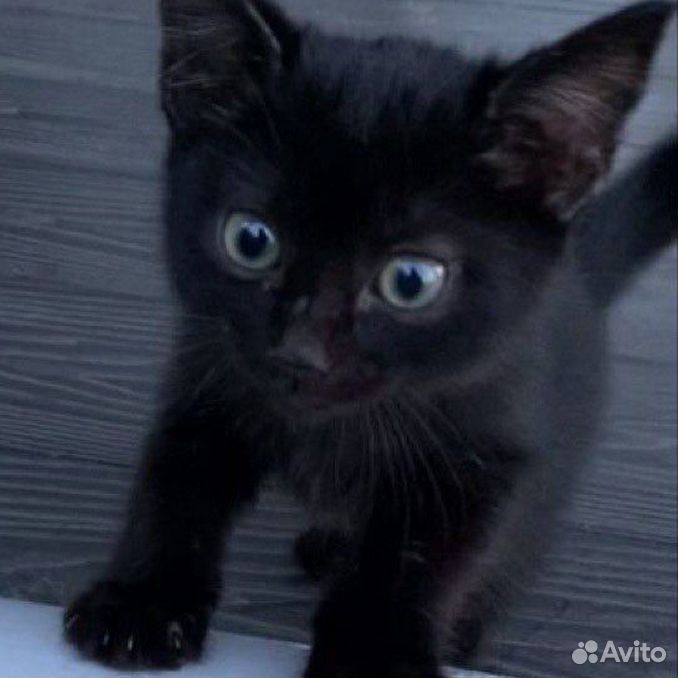 Котенок Гав :)