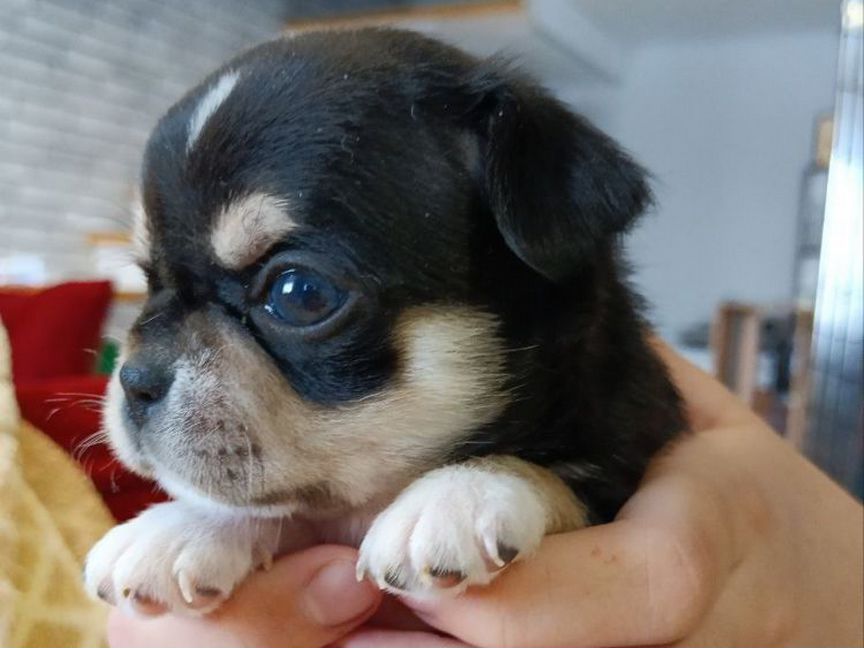 Шикарные гладкошёрстные мини Чихуахуа РКФ