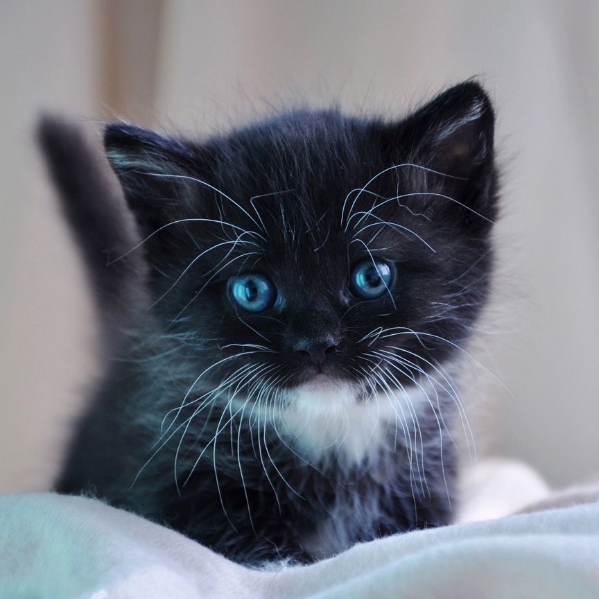 Котенок мальчик