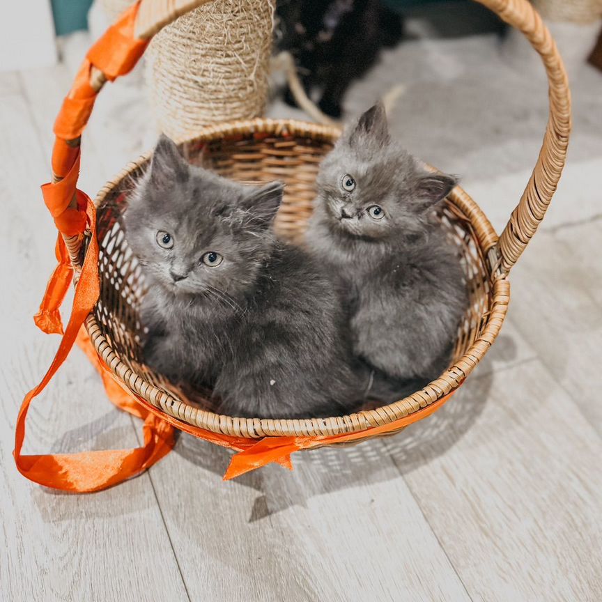 Котята