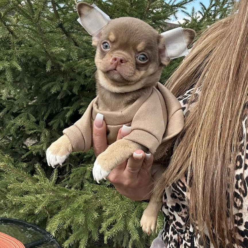 Чихуахуа, щенок