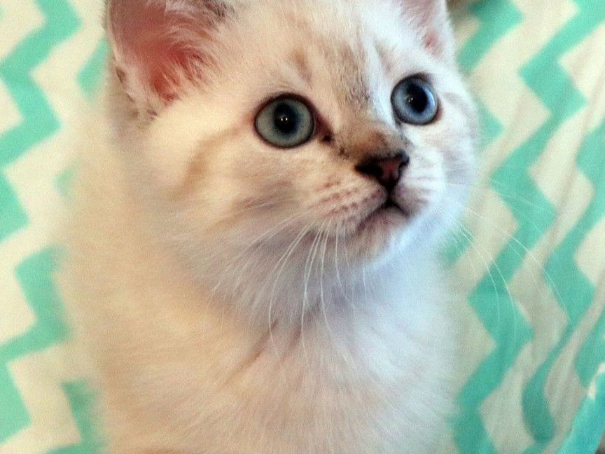Британский котенок