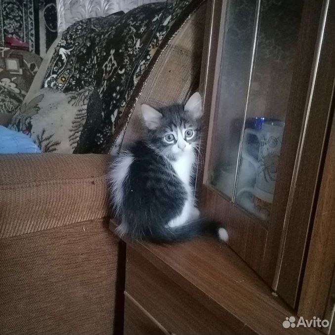 Кошки в добрые руки бесплатно. К лотку приучены