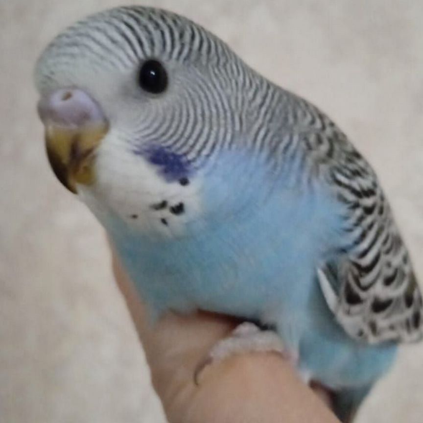 Птенец волнистого попугая ручной