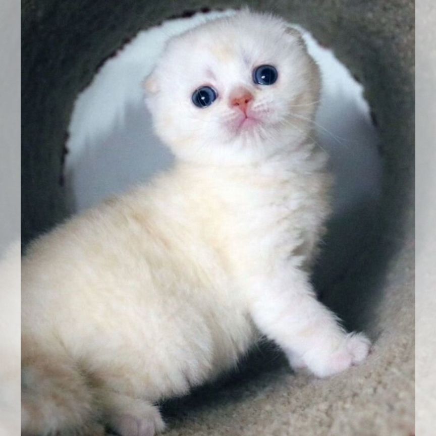 Котенок