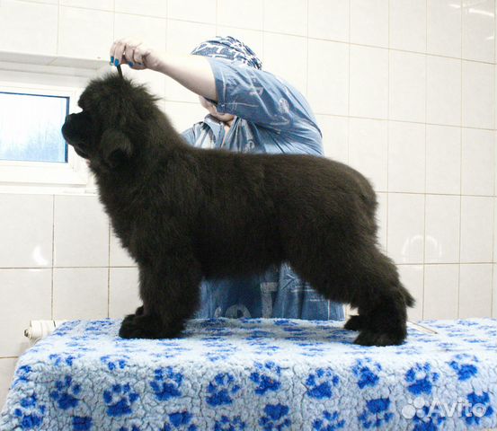 Щенки ньюфаундленда 3,5 месяца