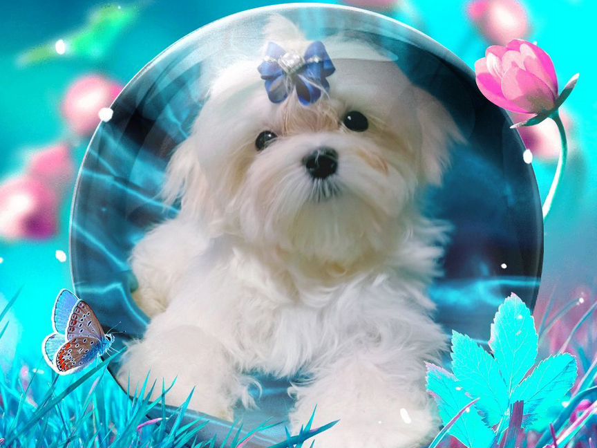 Мальчишка мальтезе