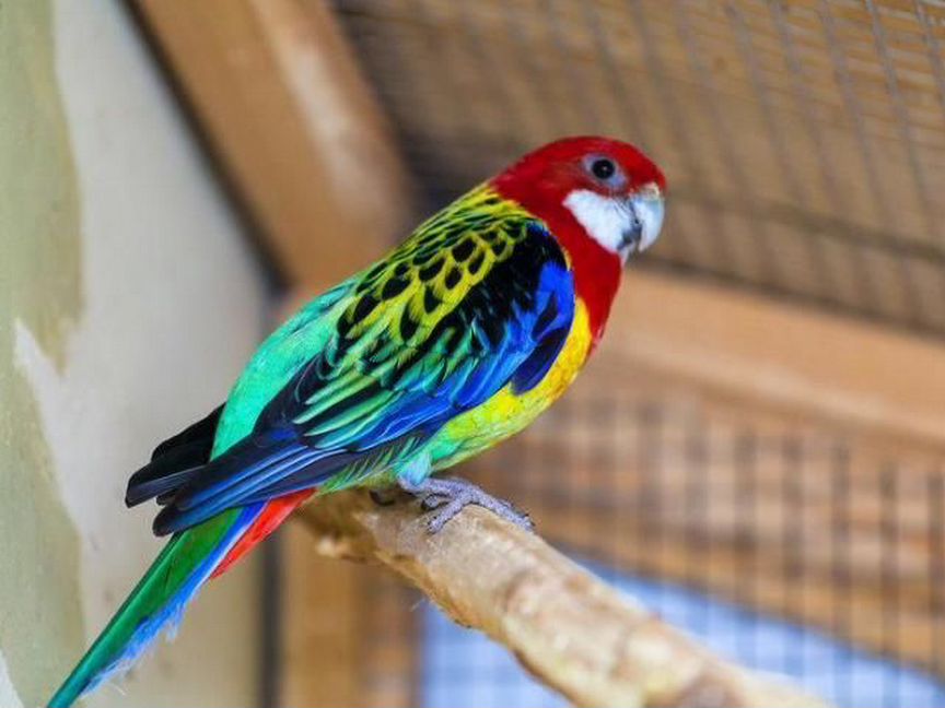 Попугай розелла