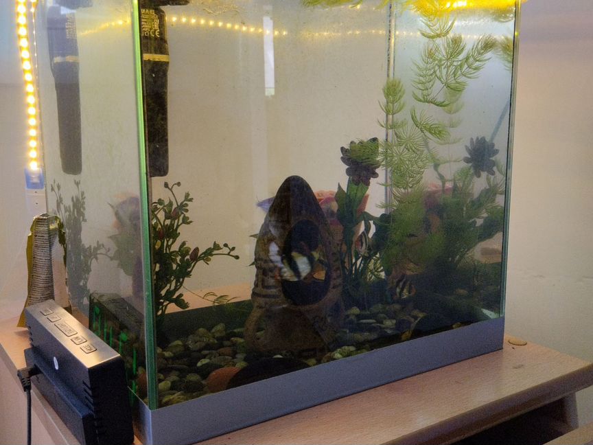 Аквариум бу с рыбками