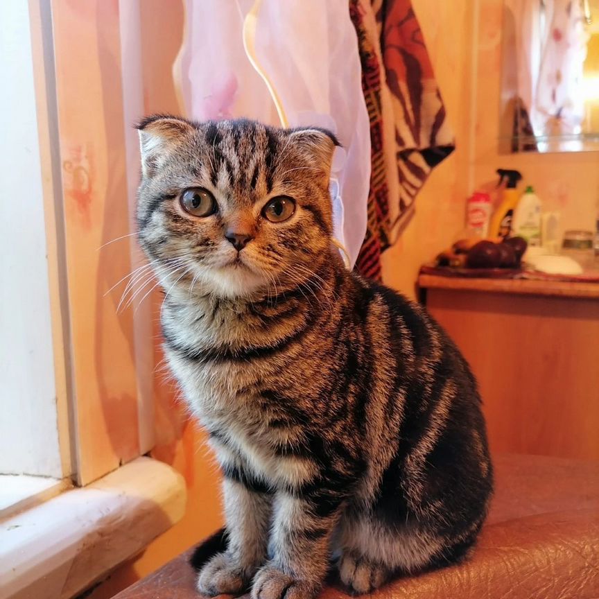 Шотландская вислоухая короткошёрстная, взрослая кошка