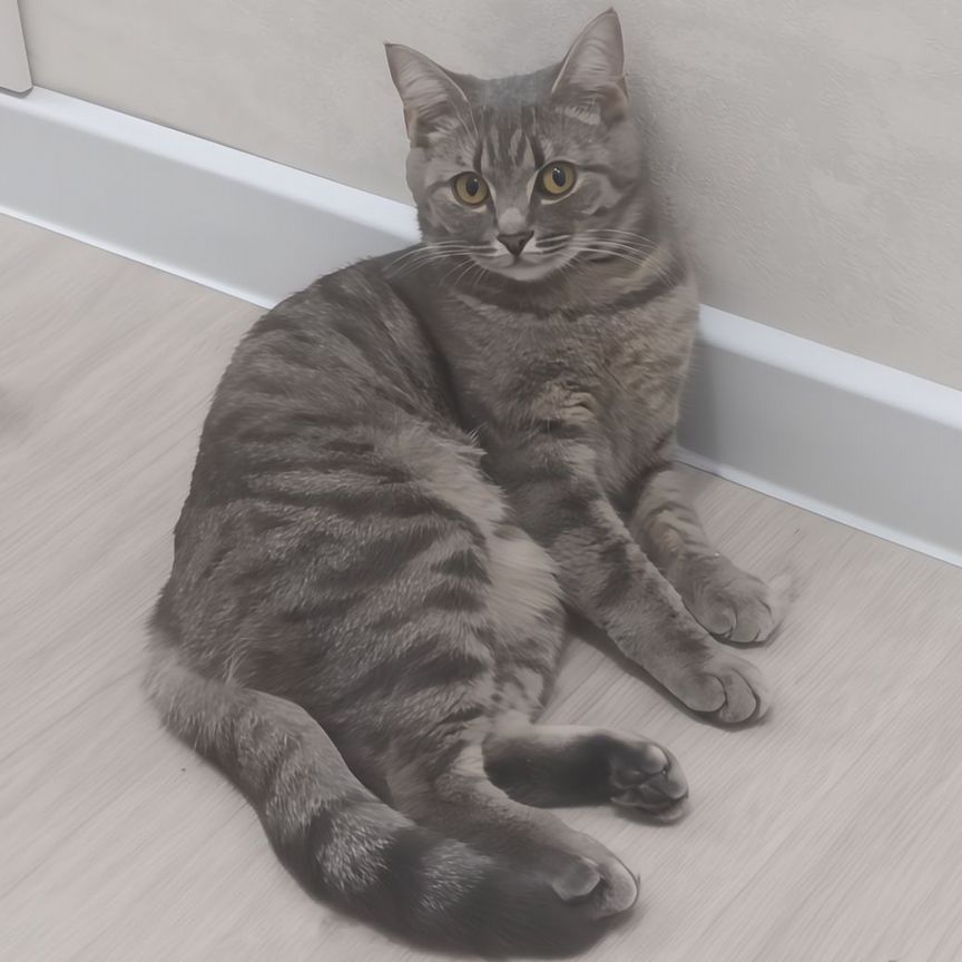 Шотландская прямоухая короткошёрстная, взрослая кошка