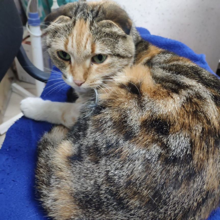 В магазин прибилась висл трехц британская кошечка