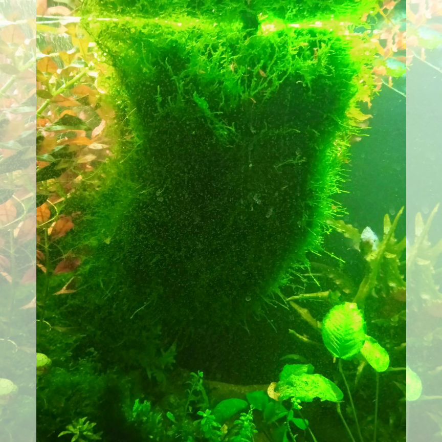 Мох