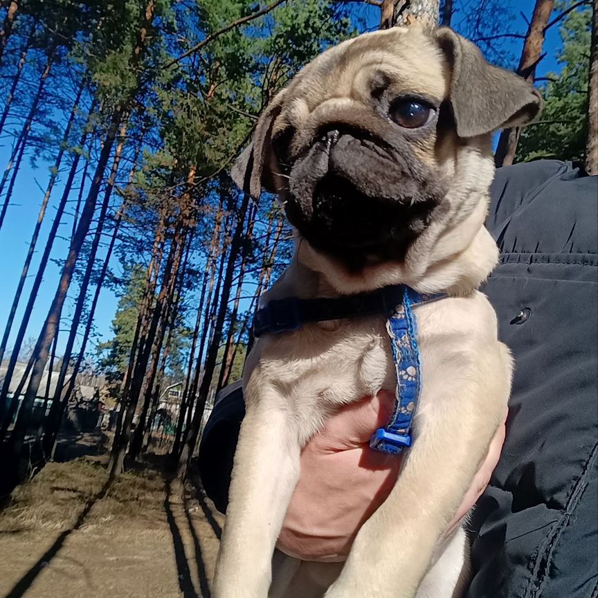 Щенок мопса