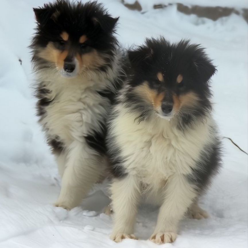 Колли, щенок