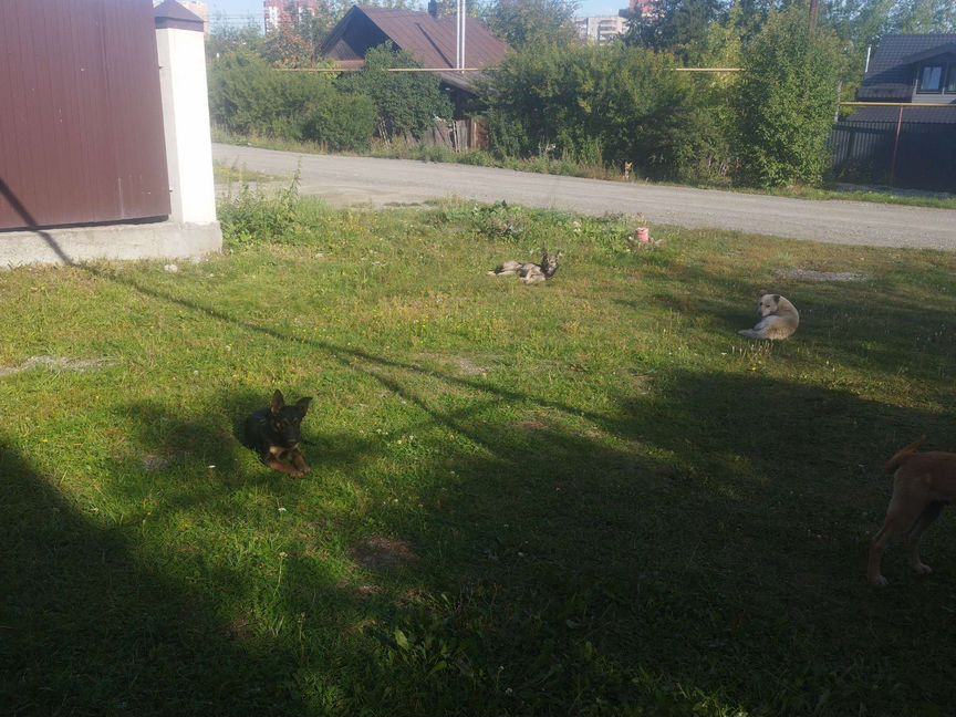 Щенки двор терьер